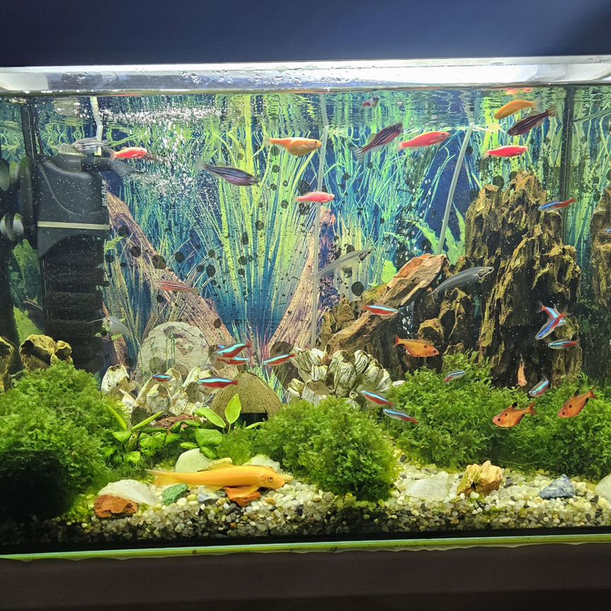 Аквариум со всем содержимым
