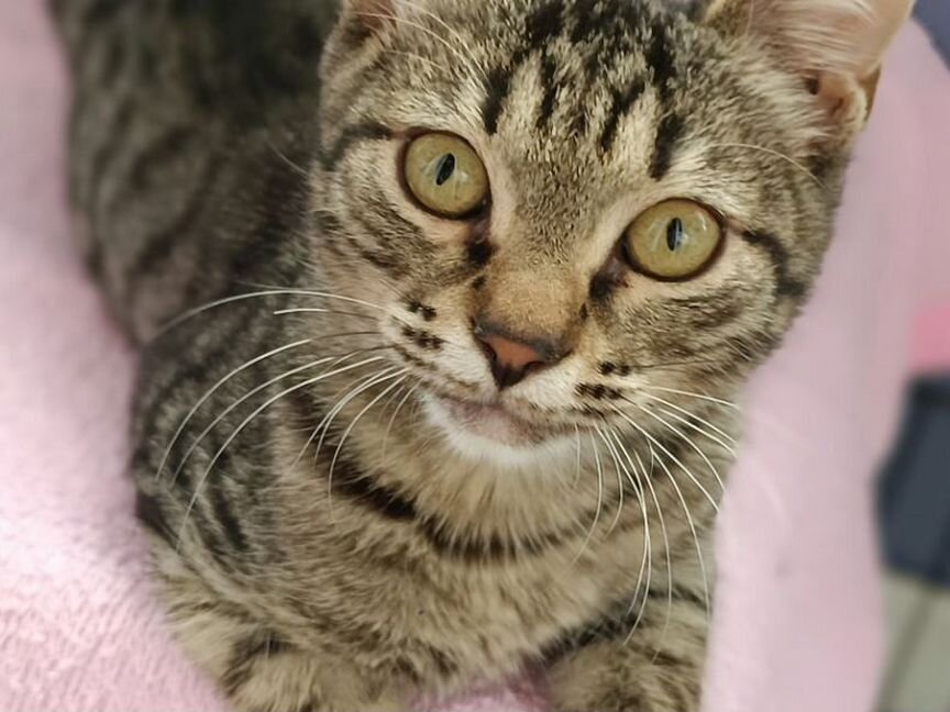 Котёнок Ирис ищет дом