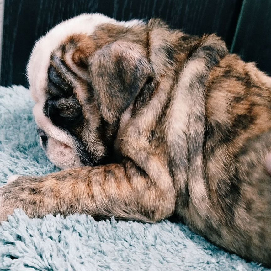 Английский бульдог, щенок