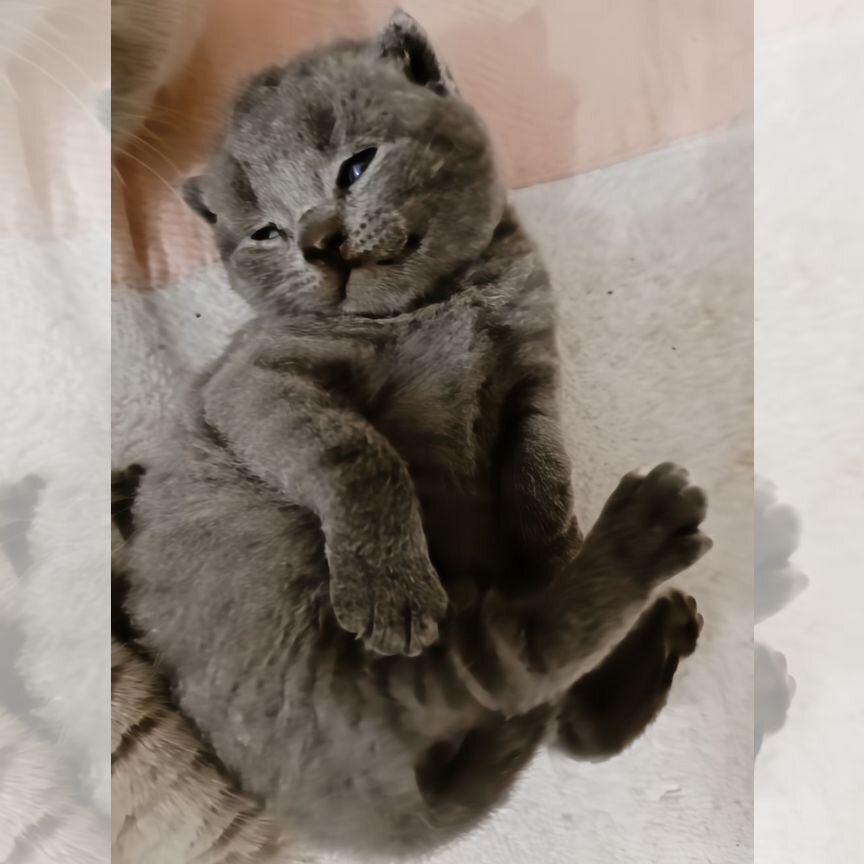Британский короткошёрстный котёнок