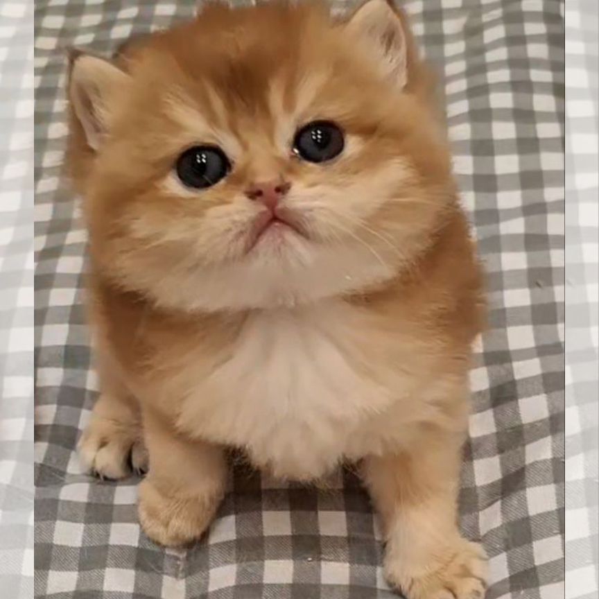 Британский короткошёрстный котёнок