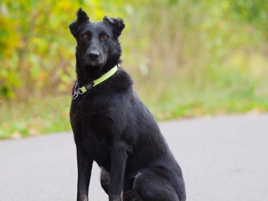 Собака, спасённая из концлагеря, в добрые руки