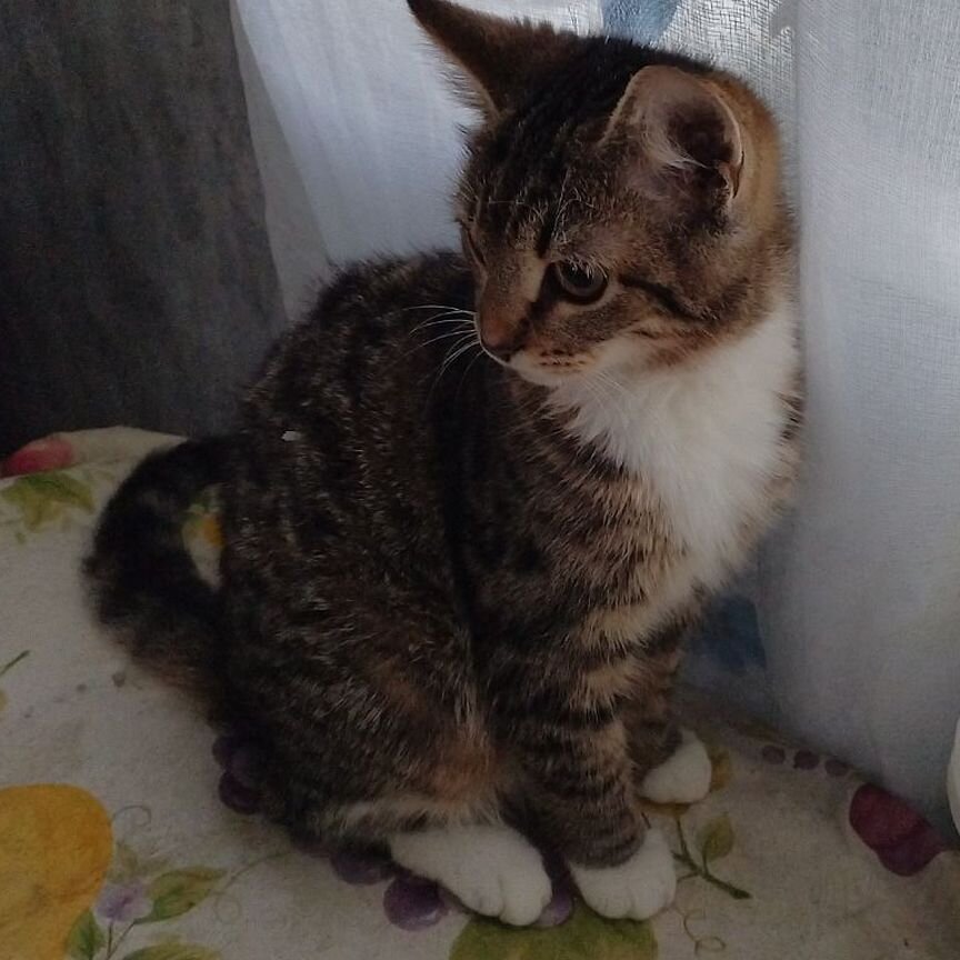 Взрослая, Девочка кошка в добрые руки