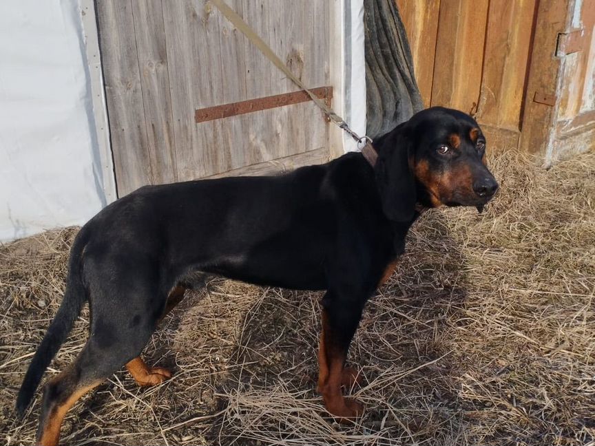 Вязка польская гончая