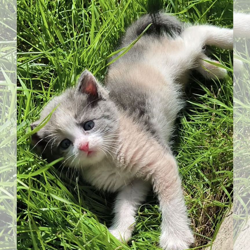 Котята в добрые руки бесплатно