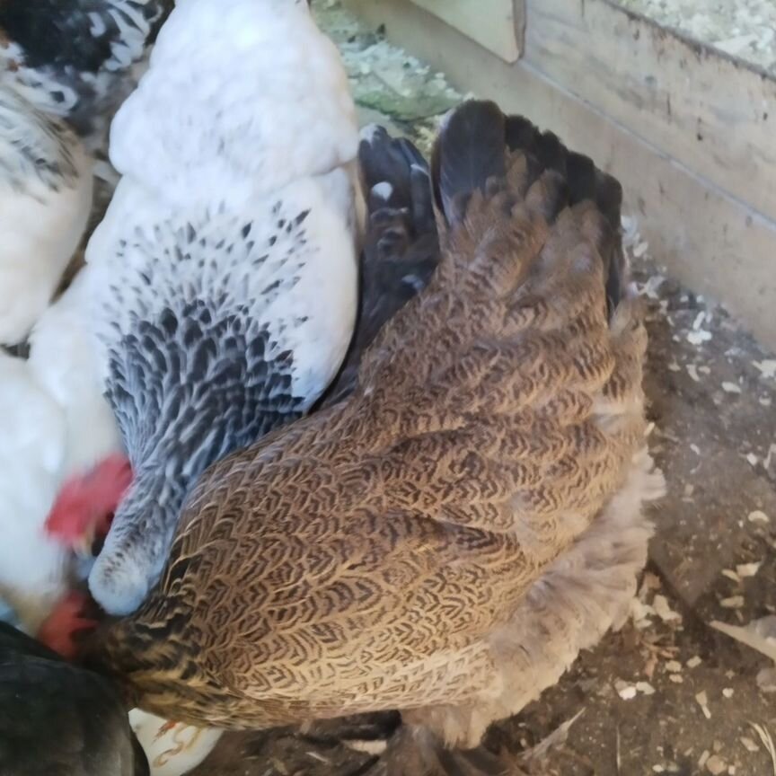 Куры породы брама