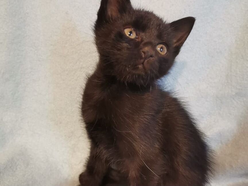 Котенок Маврик