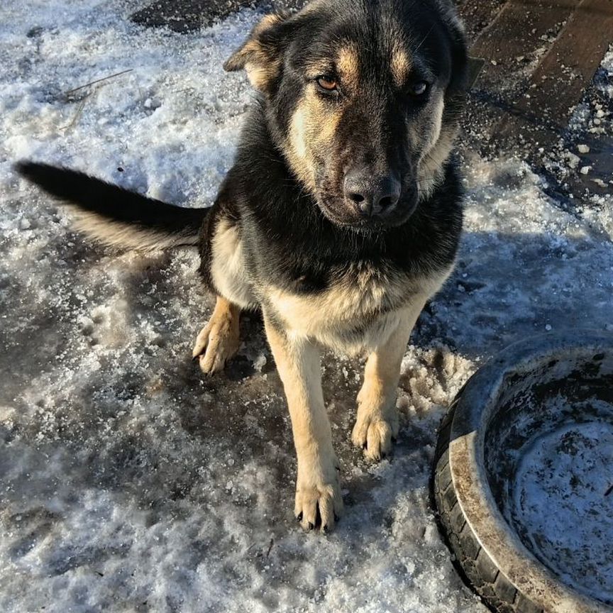 Восточноевропейская овчарка, взрослый пёс