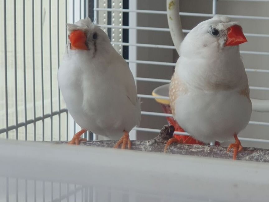 Зебровые амадины