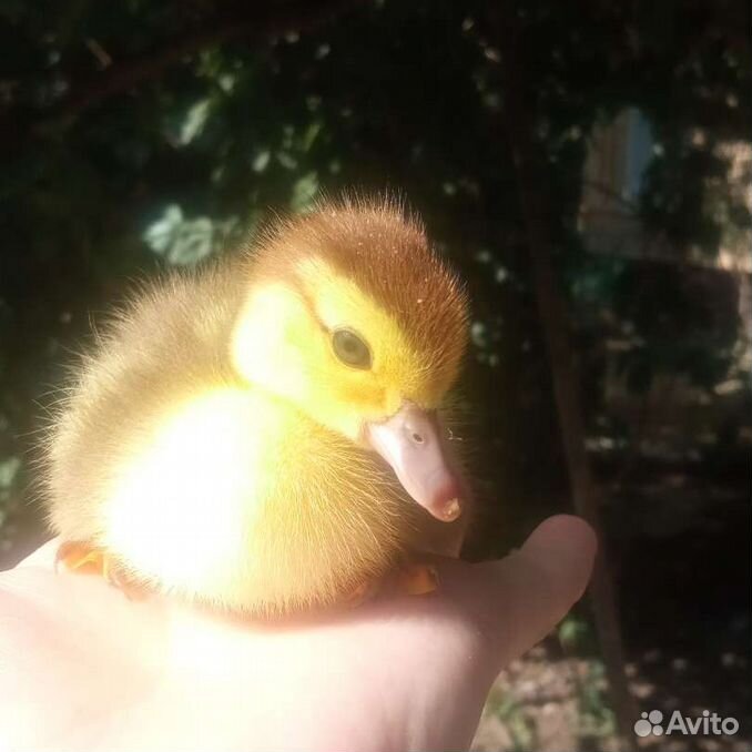 Мускусные утки индоутки индоутята