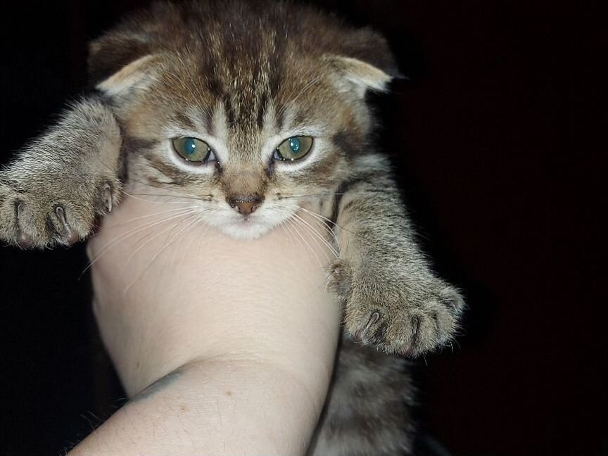 Шотландская вислоухая кошка бесплатно