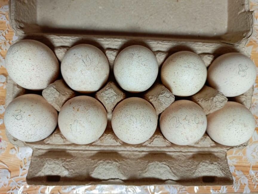 Инкубационное яйцо