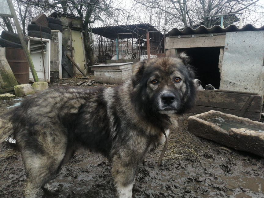 Щенки кавказской овчарки