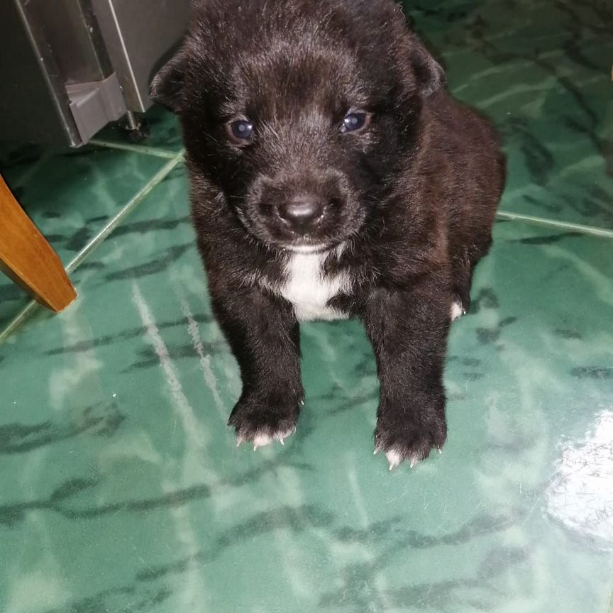 Щенки ищут дом