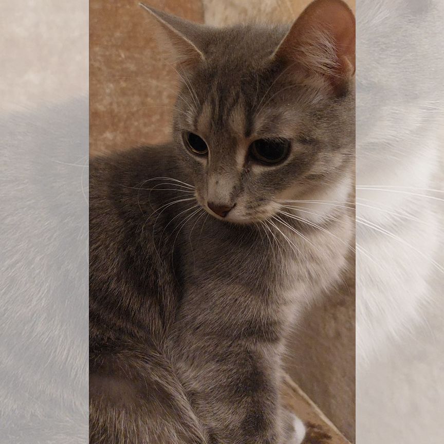 Взрослая, Девочка кошка в добрые руки