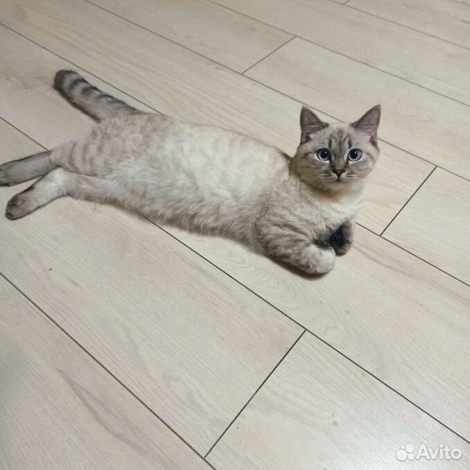 Чистокровный шотландец