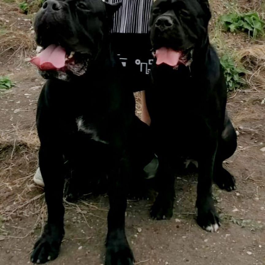 Собаки щенки