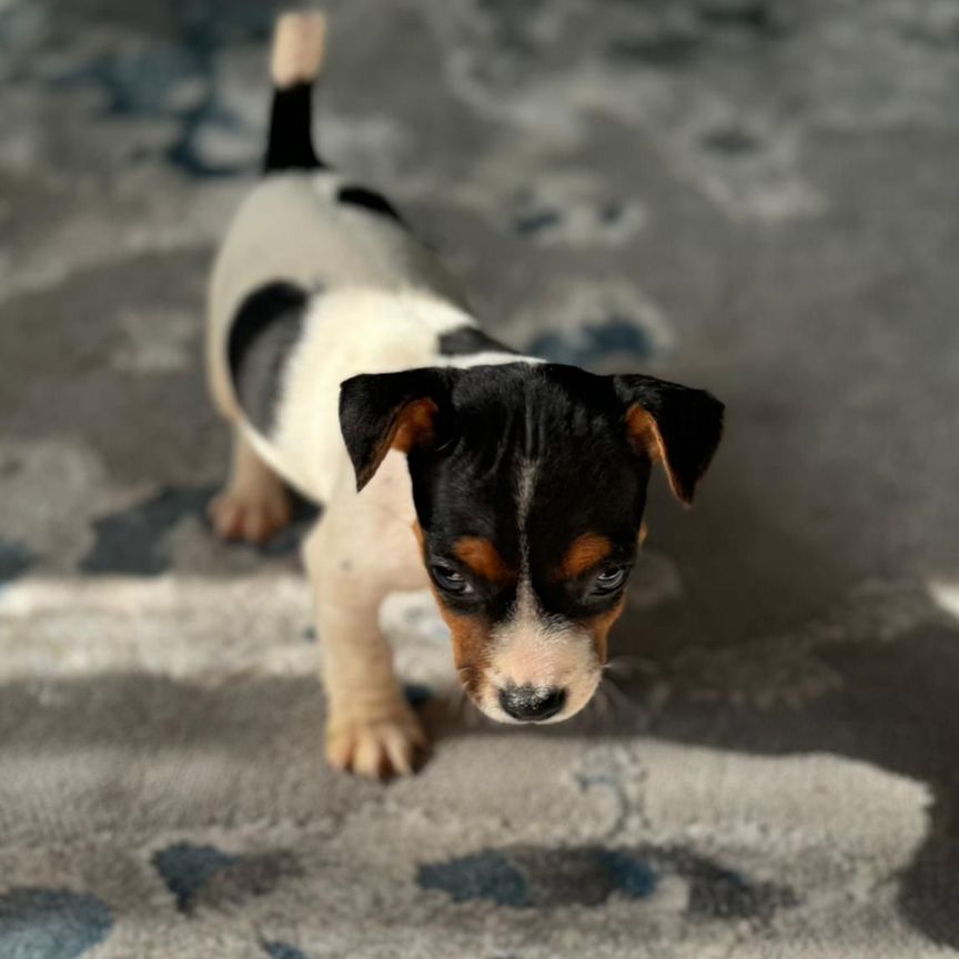 Щенки джек рассел терьер