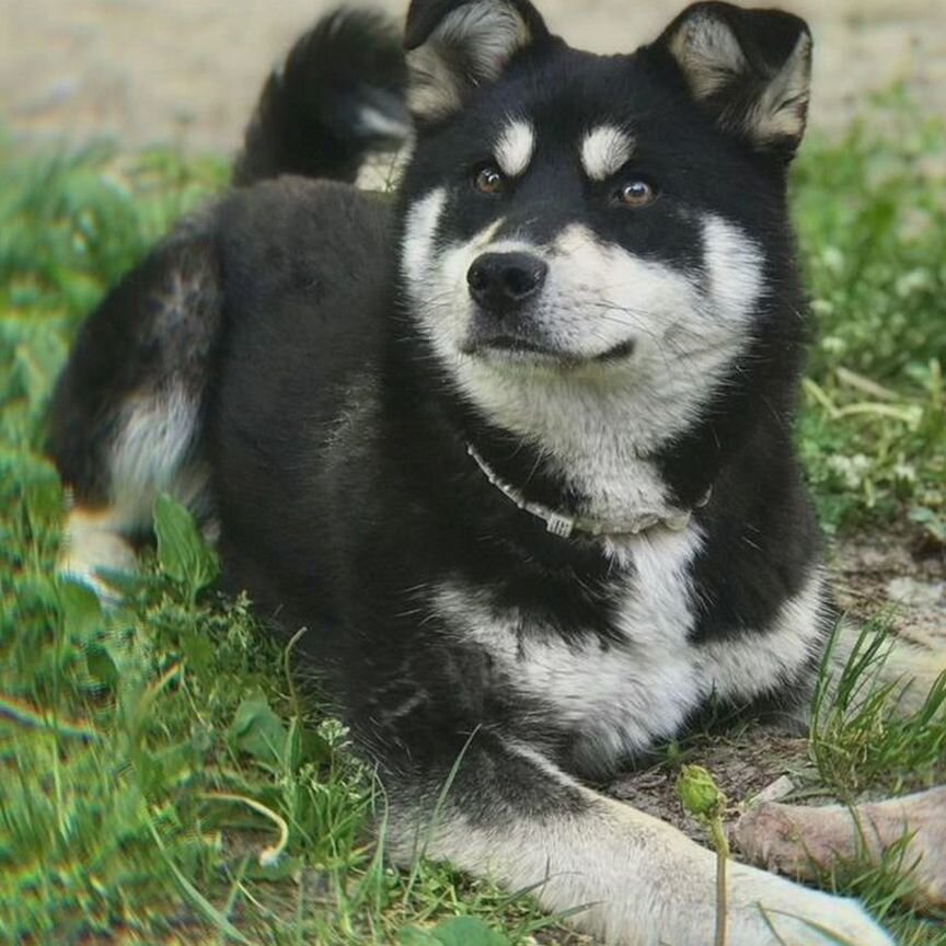 Наша Пуля красавица