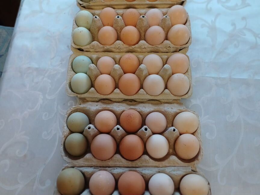 Инкубационное яйцо куриное