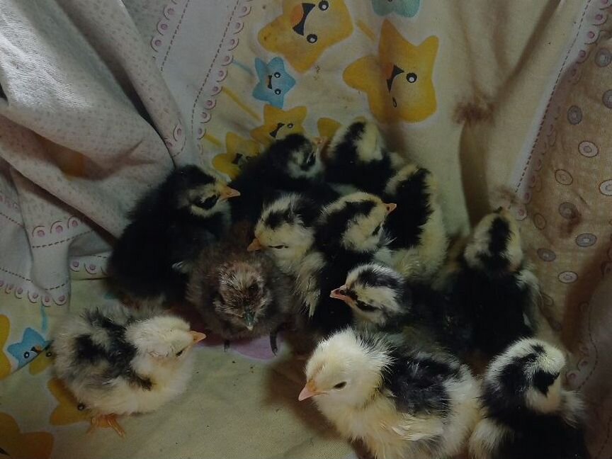 Цыплята суточные кохинхин