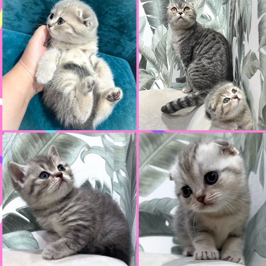 Шотландский вислоухий короткошёрстный котёнок