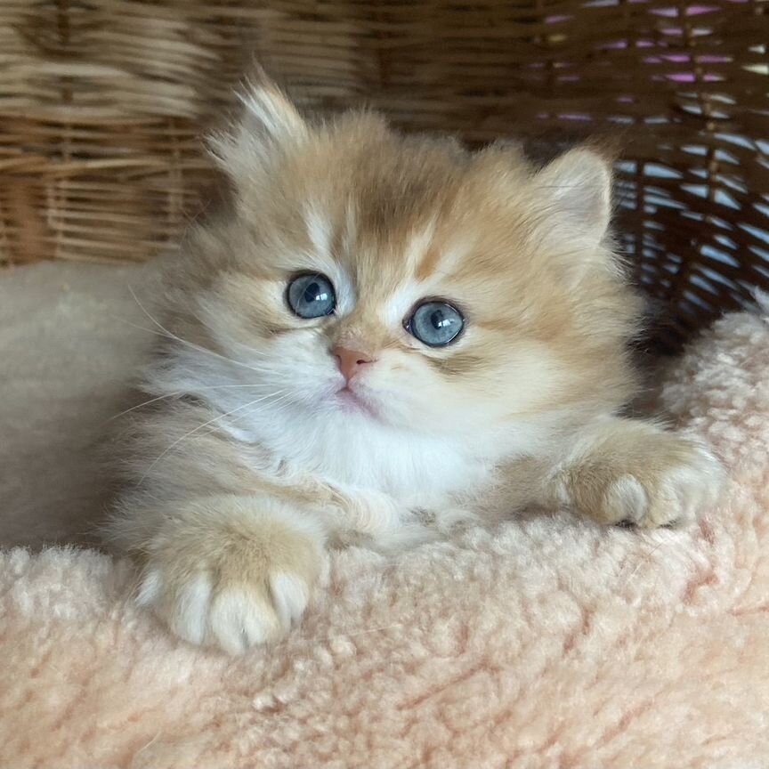 Британская кошечка Санта ny 12