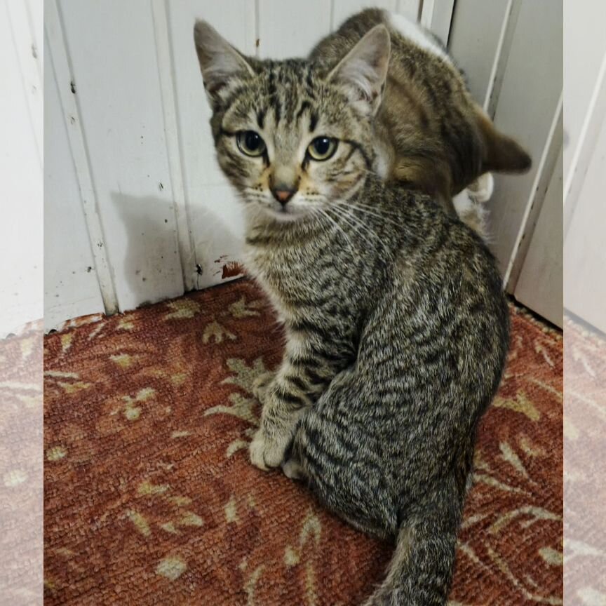 Кошечку в добрые руки