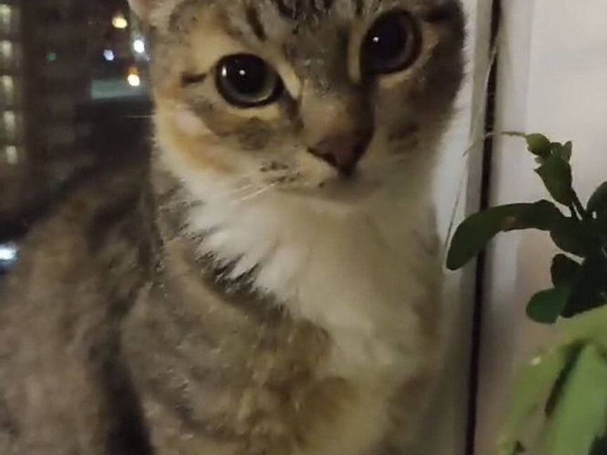 Ты можешь её спасти