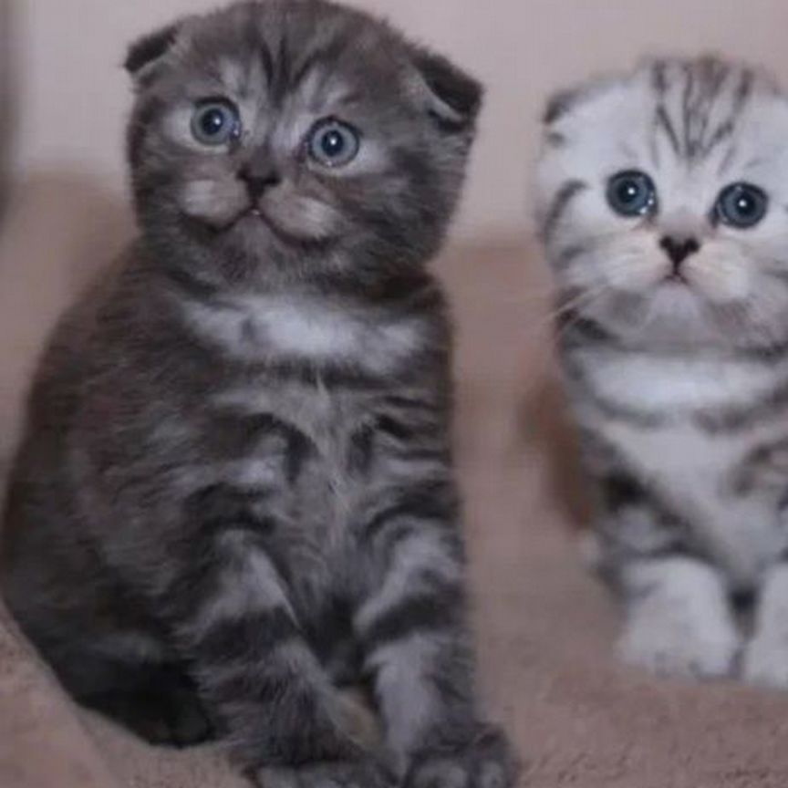 Шотландский вислоухий короткошёрстный котёнок