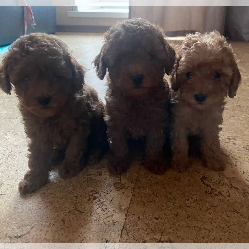 Пудель, щенок