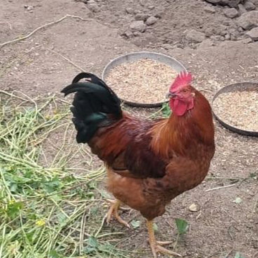 Петух кеченской породы