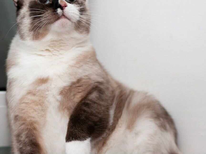 Кошечка Сонечка