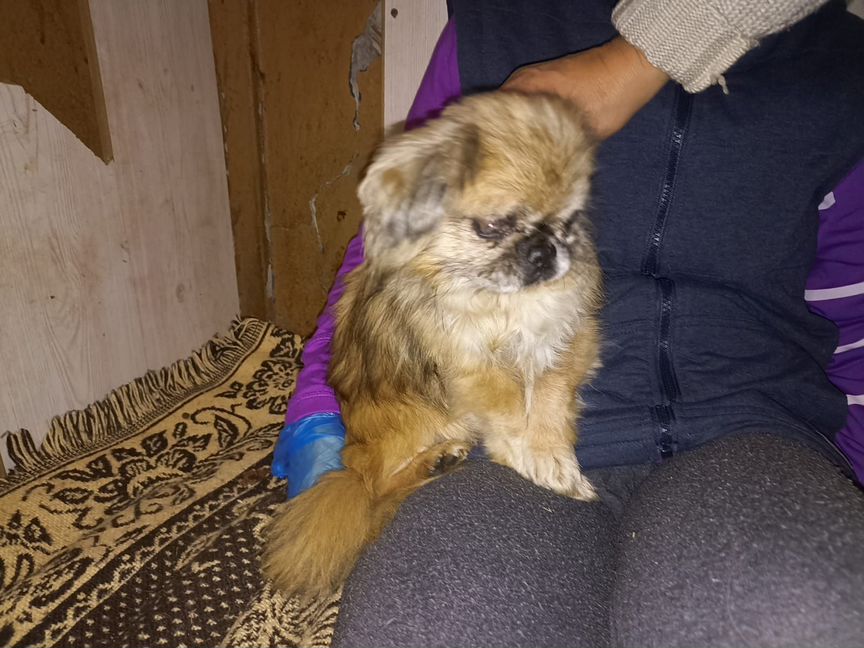 Маленькая собака