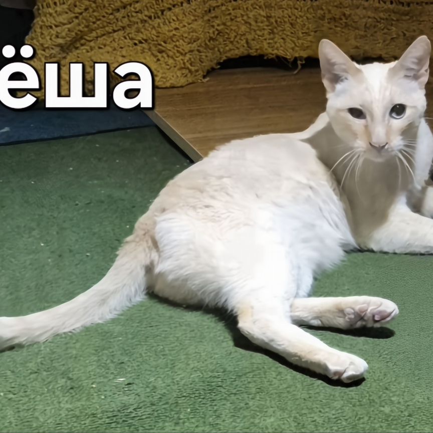 Взрослый кот от частного владельца