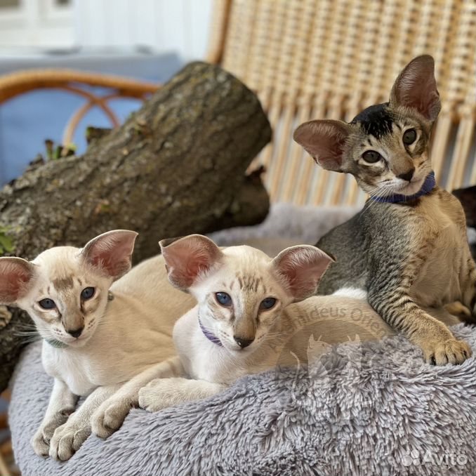 Ориентальные и сиамские котята экстрим
