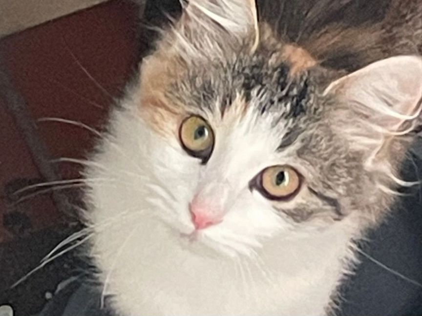 Котенок подросток