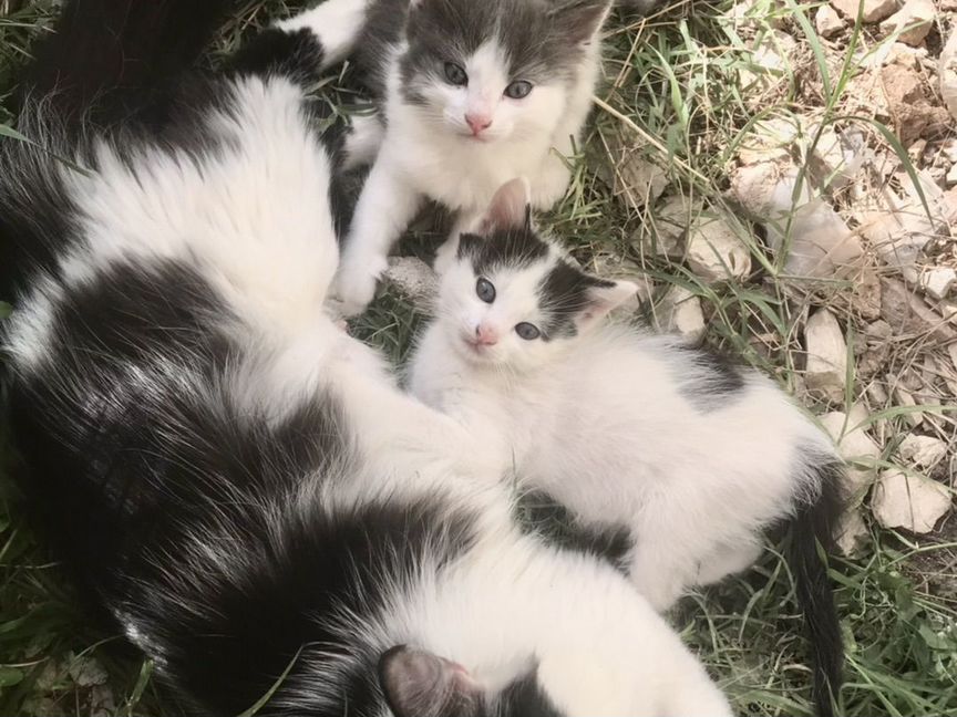Кошка в дар бесплатно