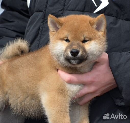 Сиба мальчик 2мес
