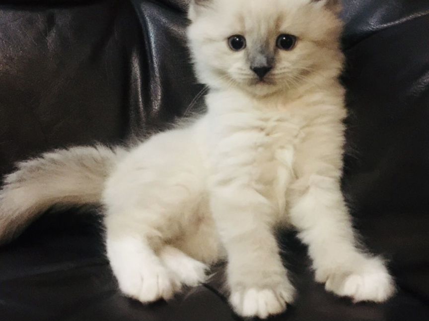 Невские Маскарадные котята