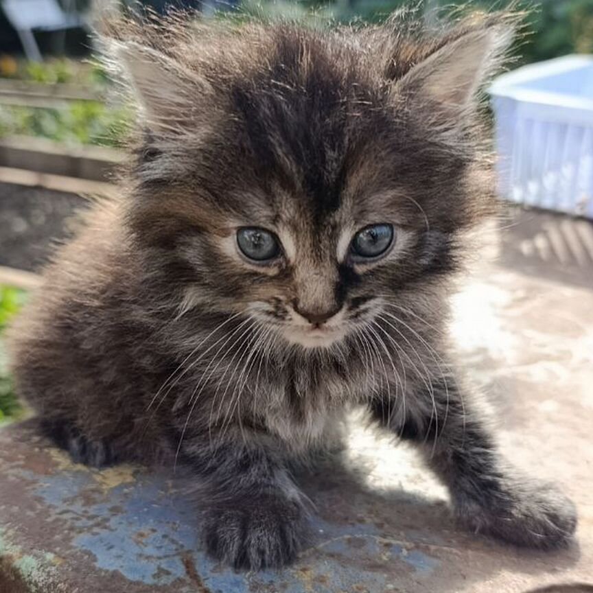 Котенок Сибирская порода