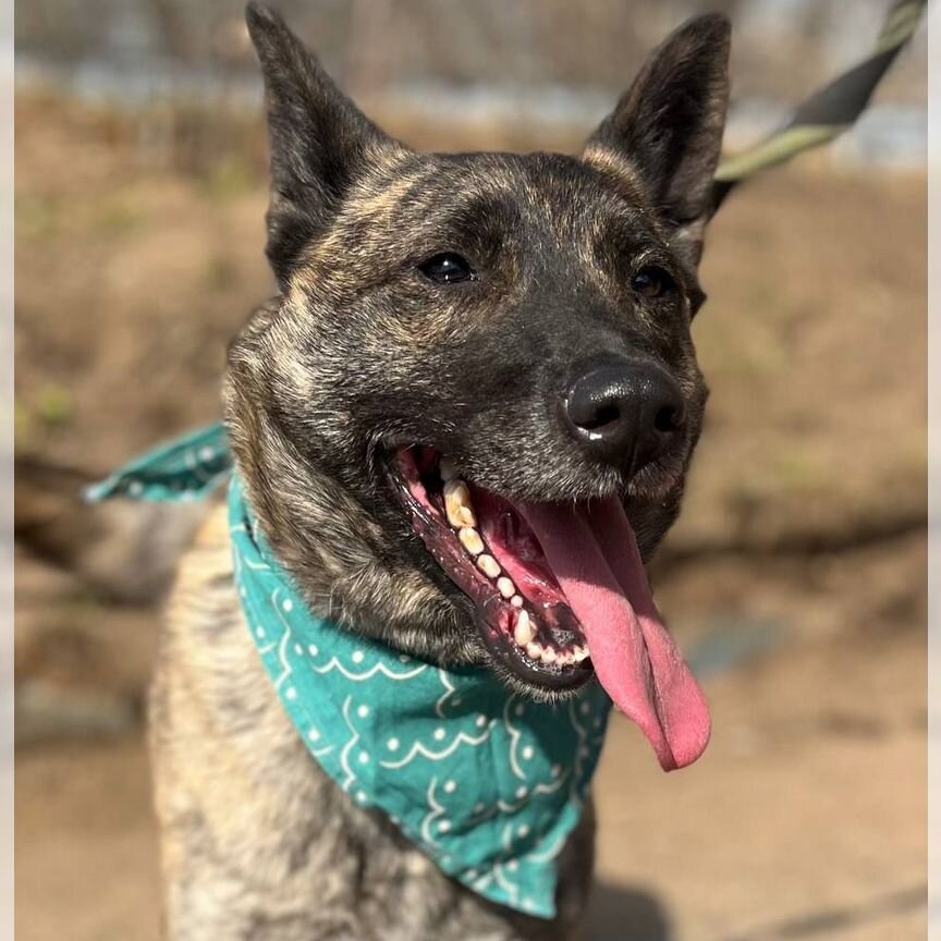 Взрослая собака в добрые руки