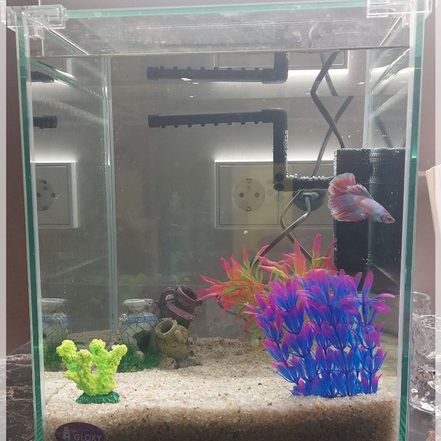 Аквариумные рыбки петушок