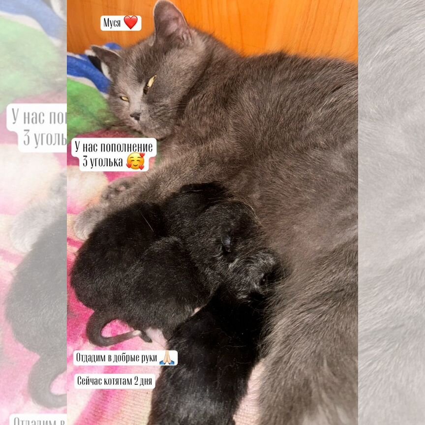 Отдадим котят в доьрые руки