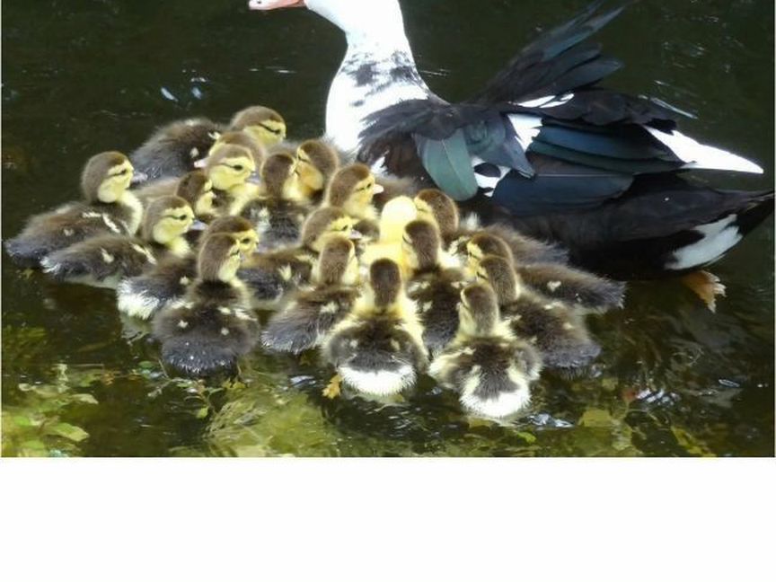 Мускусные утки тяжелые линии