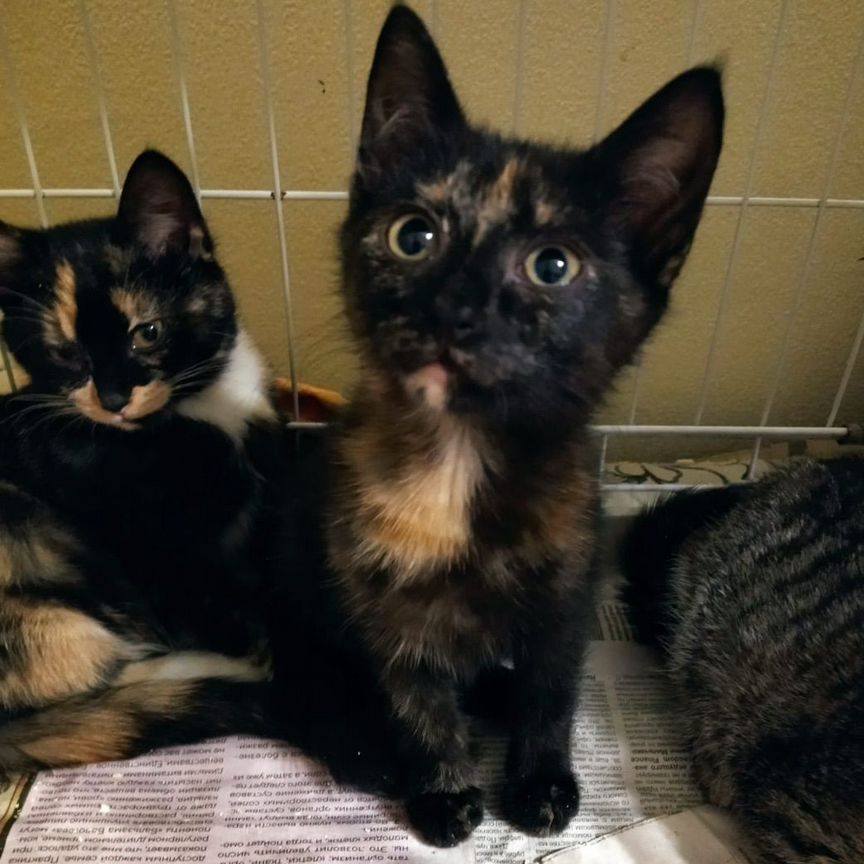 Котята 2 месяца ищут дом