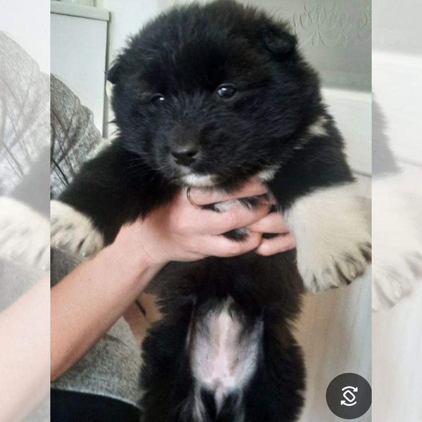 Щенок в добрые руки