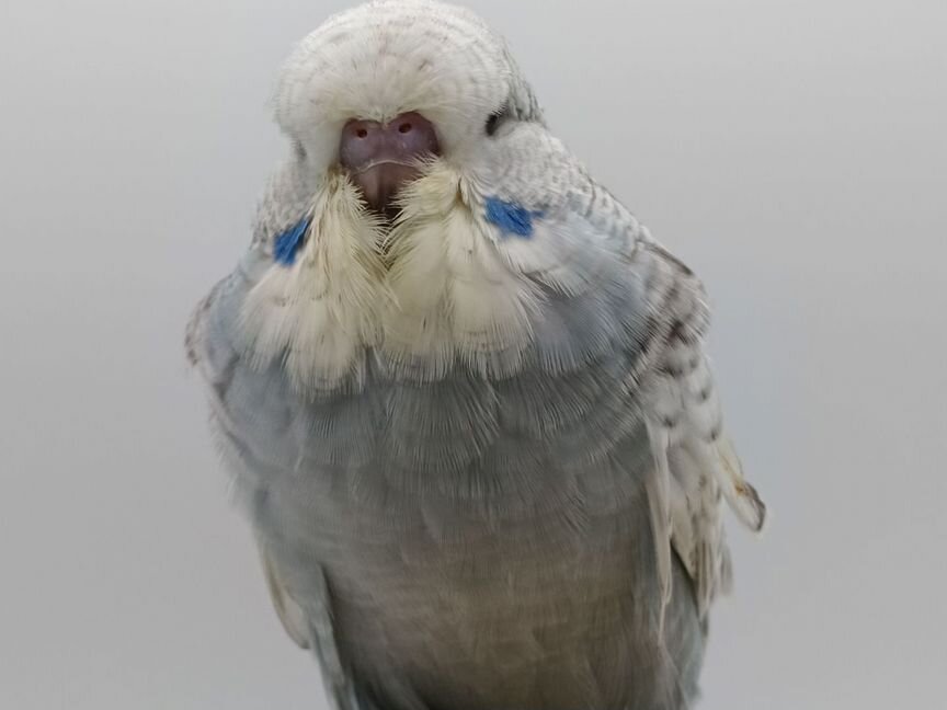 Ручной самечик настоящий Чех