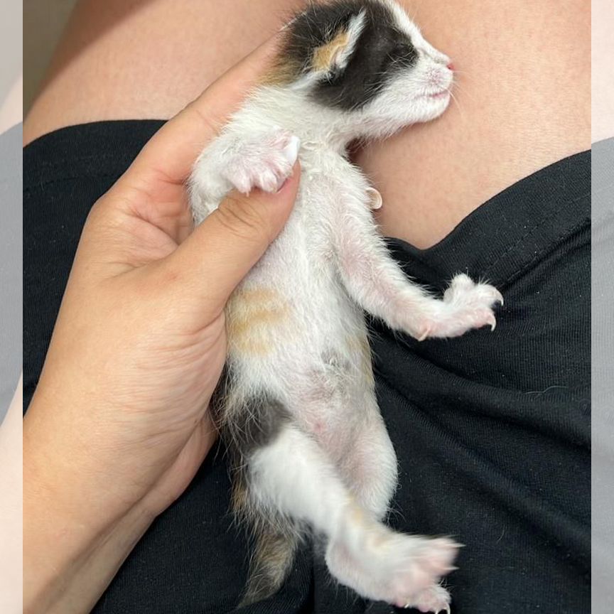 Котенок
