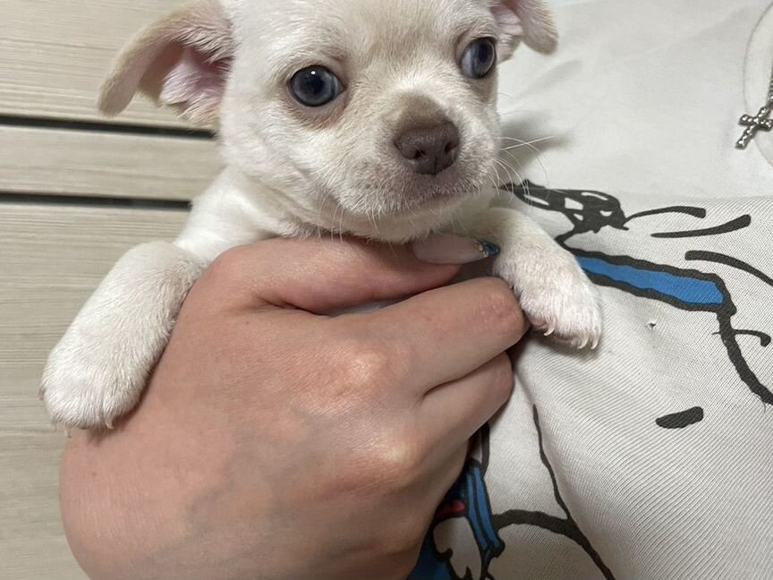 Бело-кремовая девочка чихуахуа с голубым носом